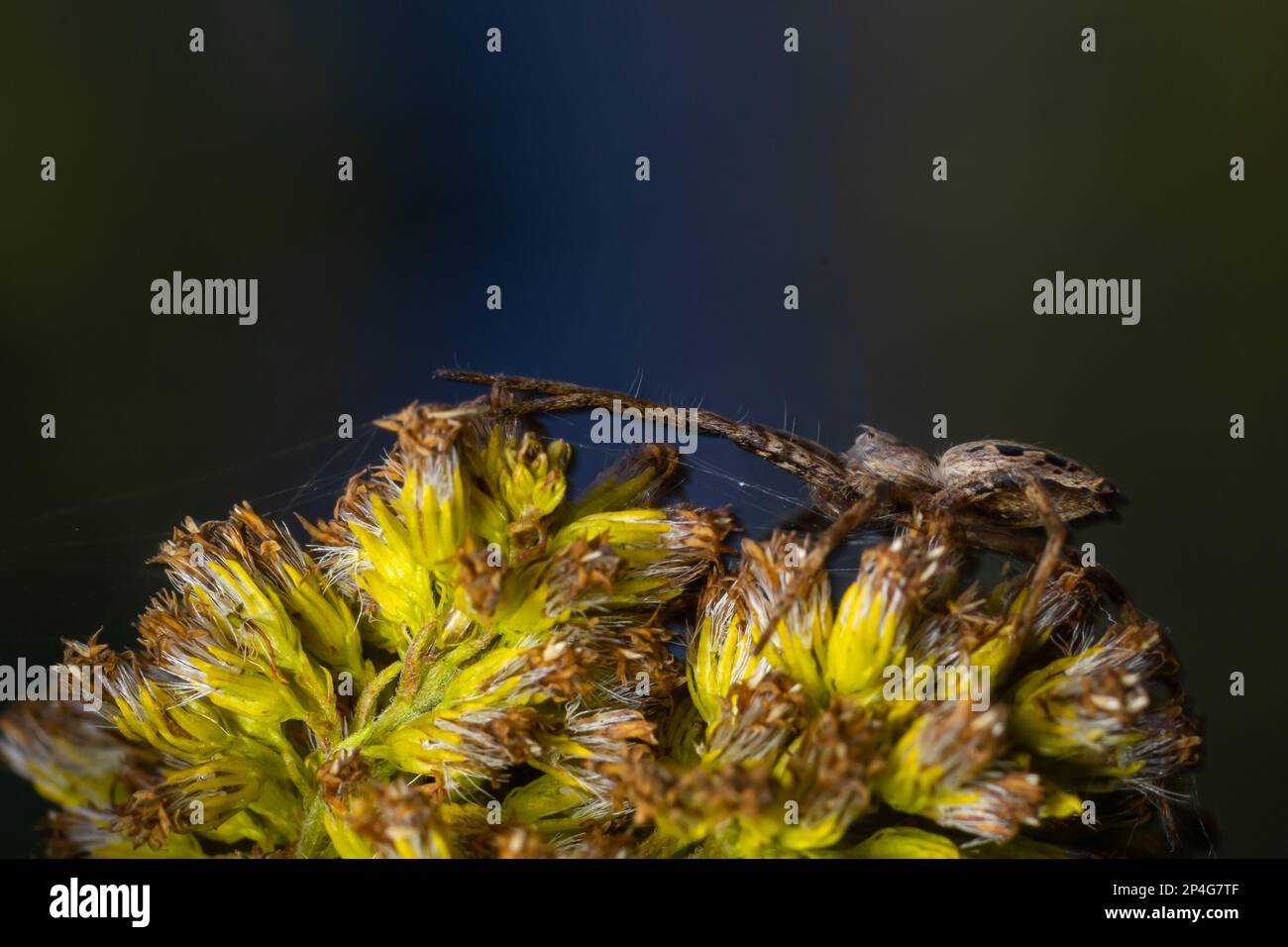 Pisaurina mira Web araignée un jardin commun et un insecte de prairie ...