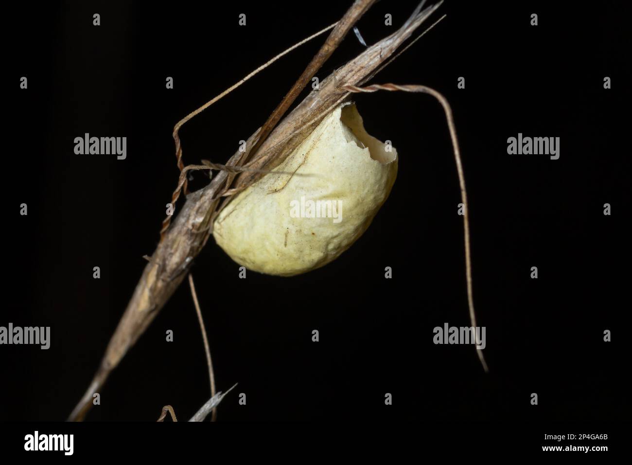 Cocon d'insectes Banque de photographies et d’images à haute résolution ...