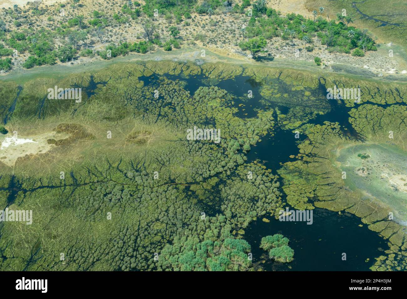 Okawango delta river botswana animals Banque de photographies et d ...