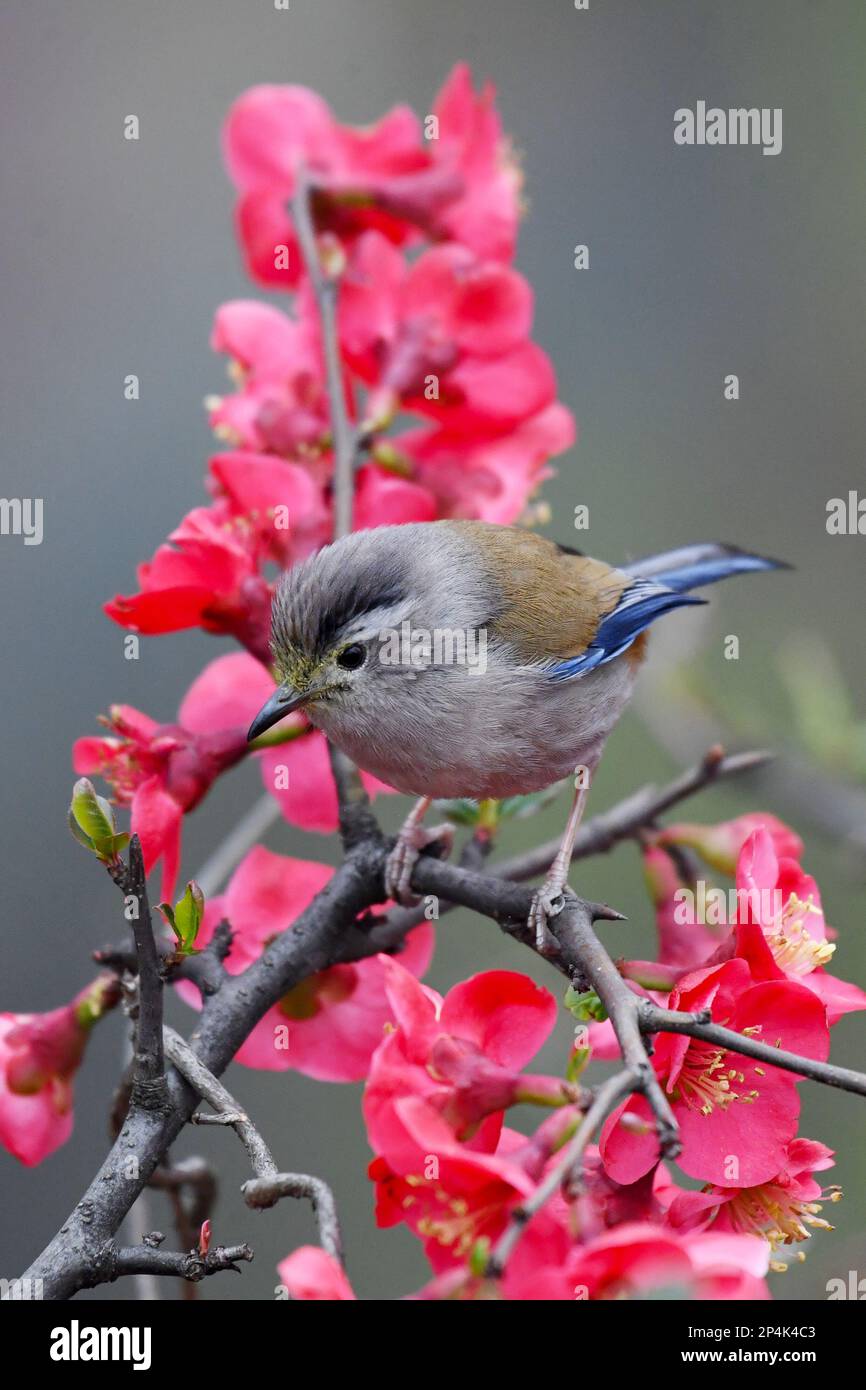 RENHUAI, CHINE - le 6 MARS 2023 - Un oiseau repose sur une branche d ...