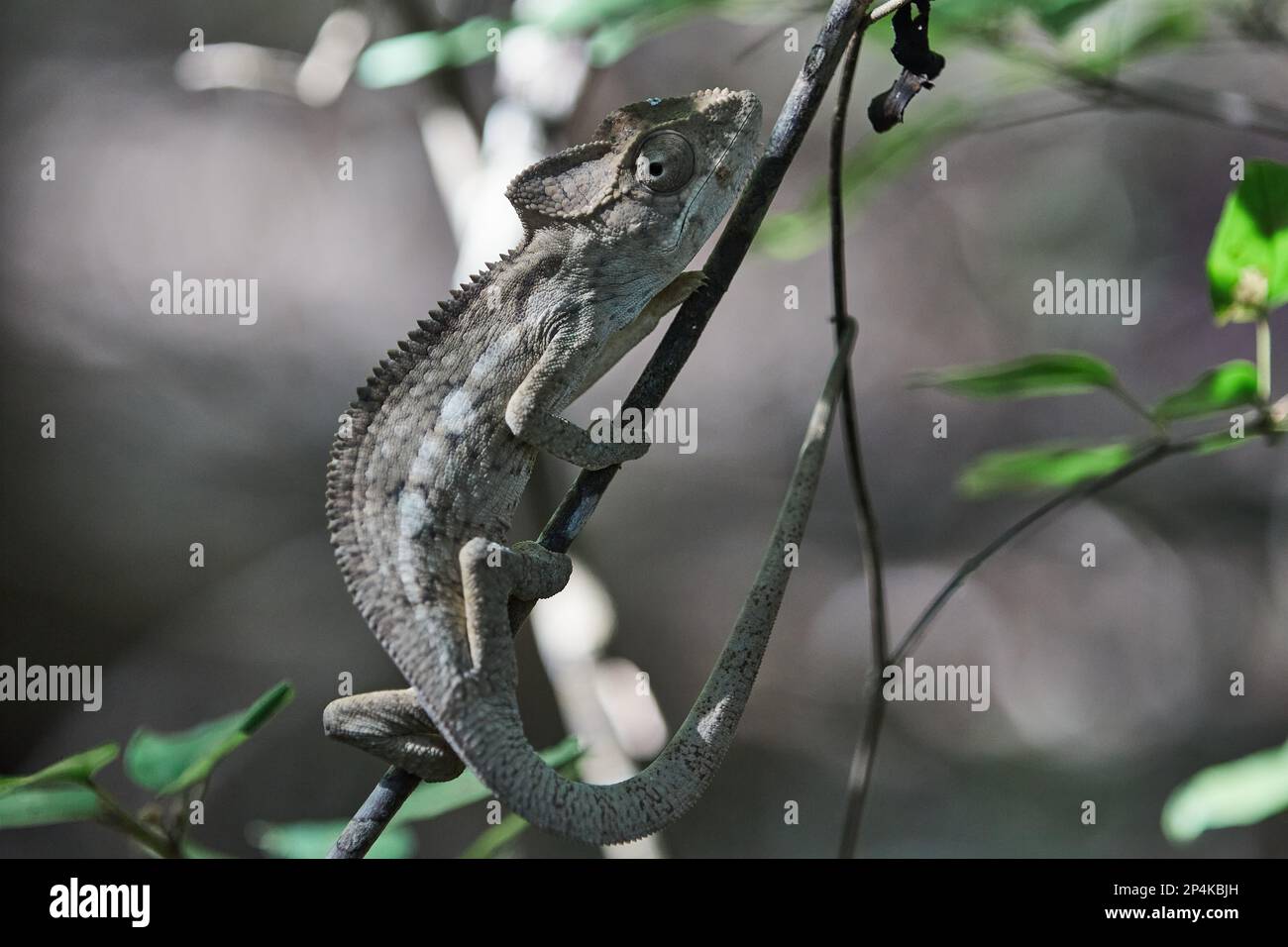Morondava Madagascar Chameleon Géant Malgache Ou Caméléon Doustalet 7785