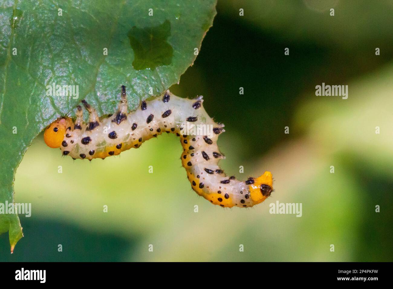 Rose sawfly larva Banque de photographies et d’images à haute ...