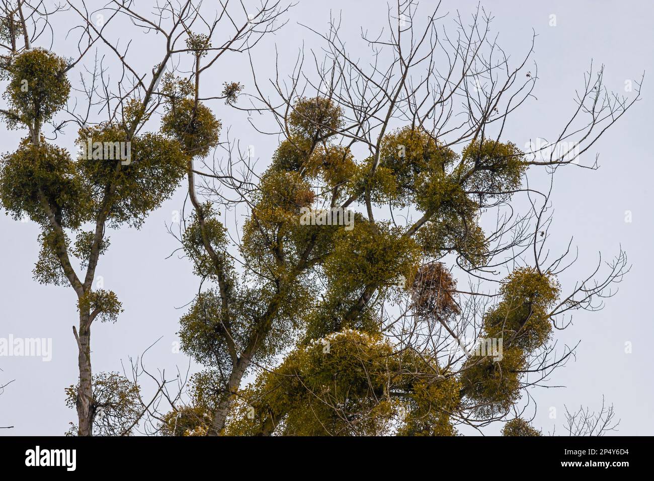 Un arbre avec gui Banque de photographies et d’images à haute ...