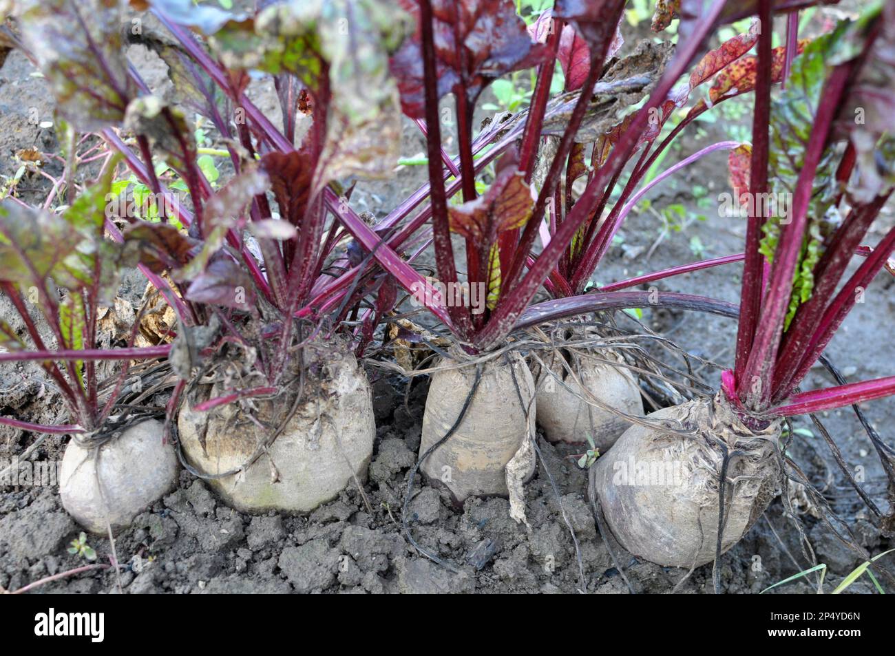 La betterave rouge pousse dans un sol organique ouvert Photo Stock - Alamy