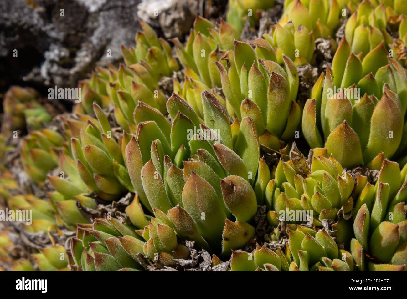 Sempervivum tectorum, Houseleek commun. Plante vivace qui pousse en pot ...
