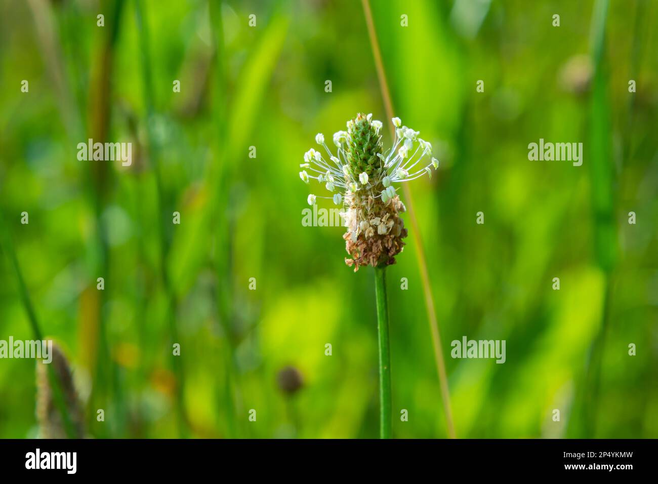 Le plantain de lanceolata, Plantago lanceolata, est une plante ...