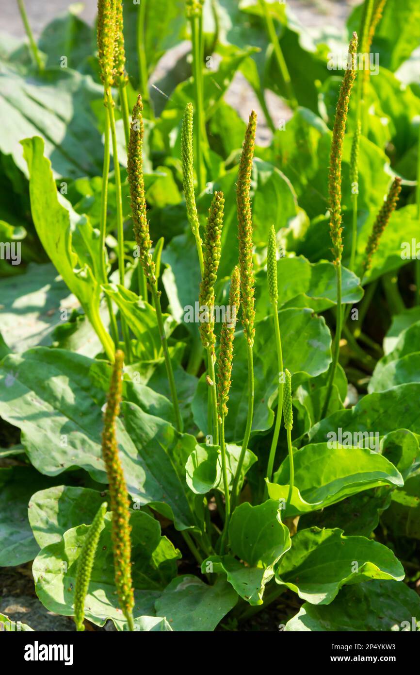 Plantago borysthenica Banque de photographies et d’images à haute ...