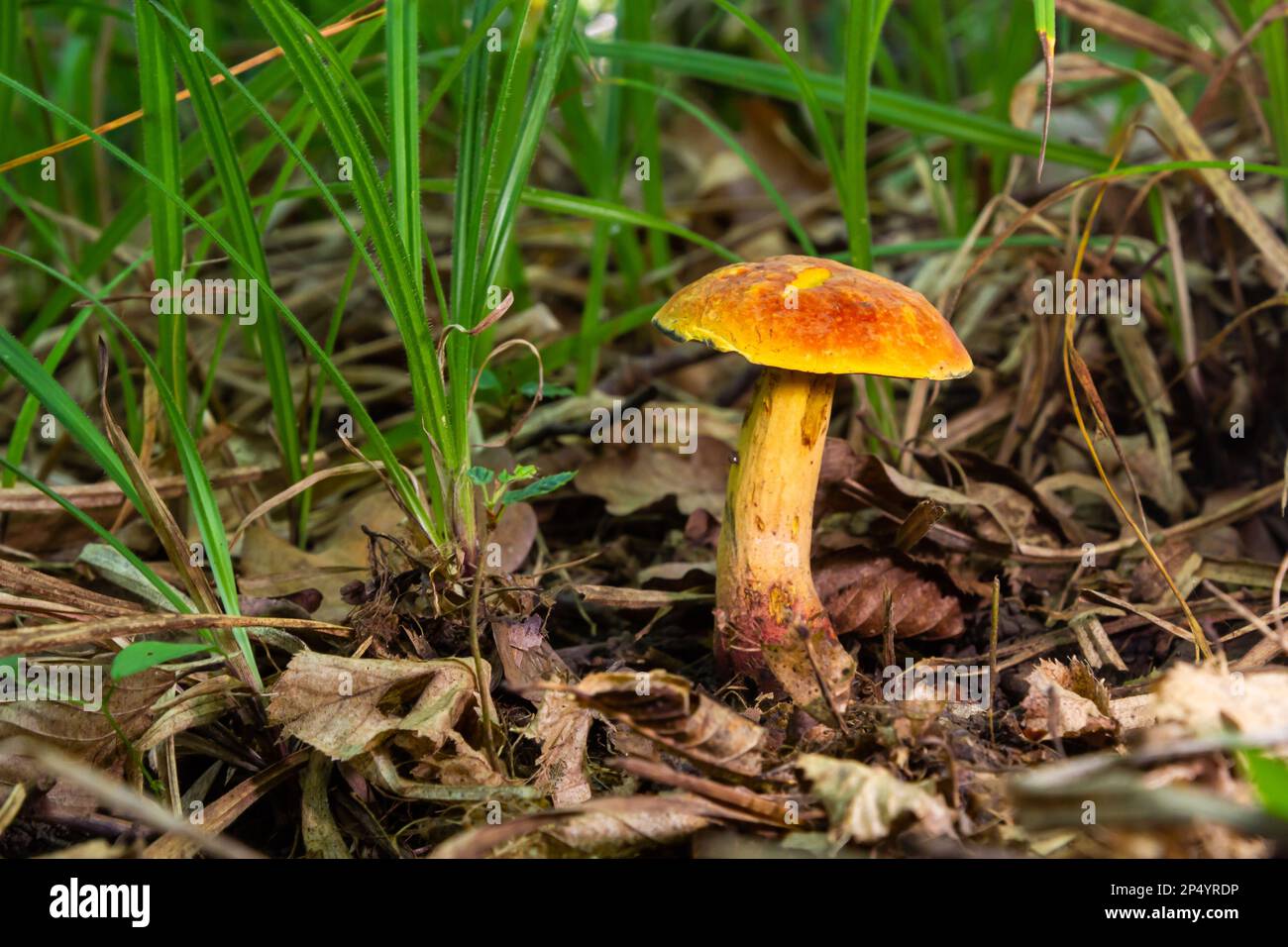 Bolet jaune Banque de photographies et d’images à haute résolution - Alamy