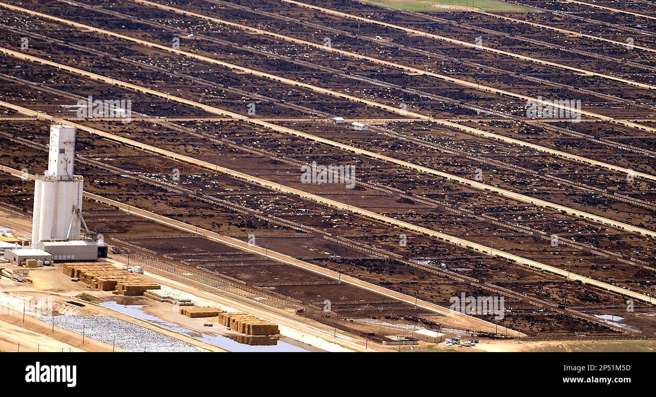 ADVANCE FOR SUNDAY OCT. 27 - Thousands of cattle fill the JBS Five ...
