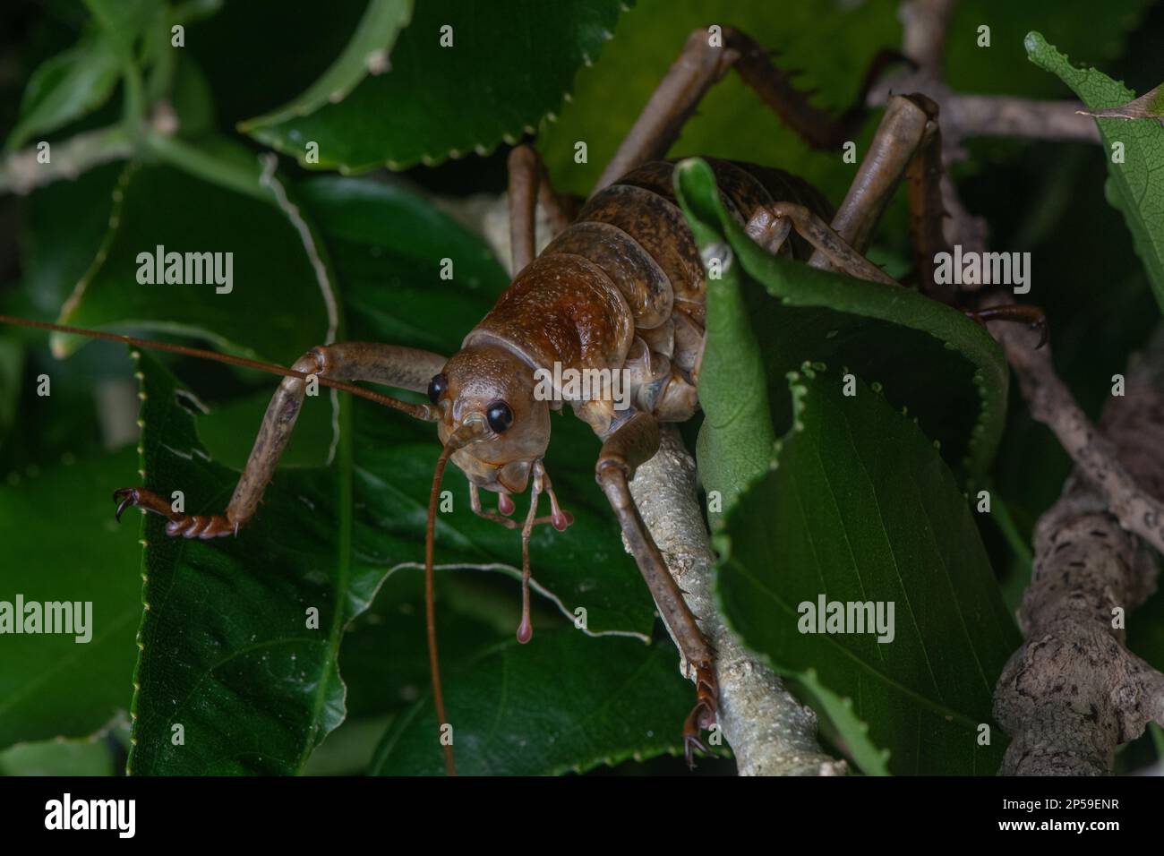 La petite barrière géante weta (Deinacrida heteracantha) ou wetapunga ...