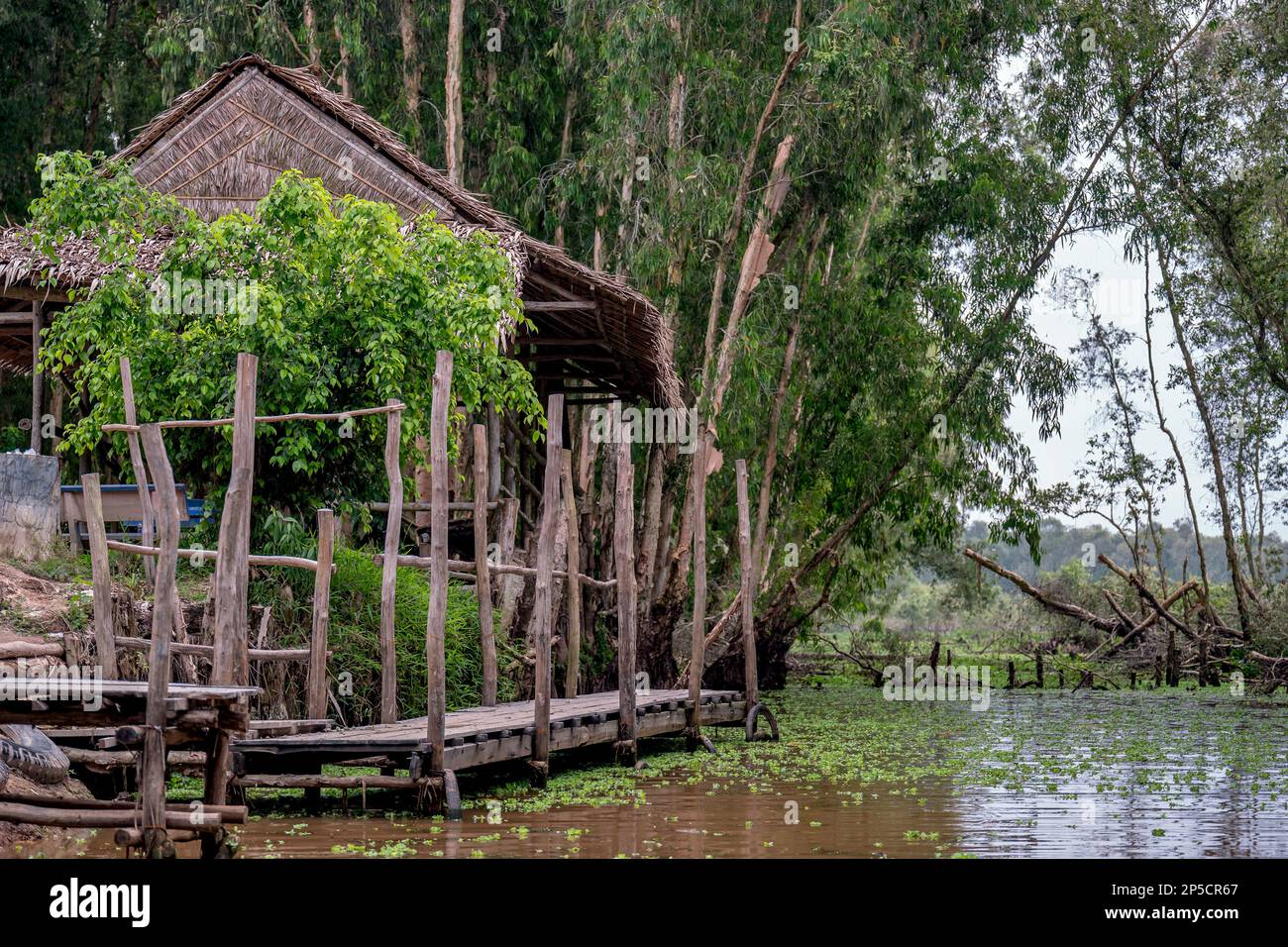 Tra su mangrove forest Banque de photographies et d’images à haute ...