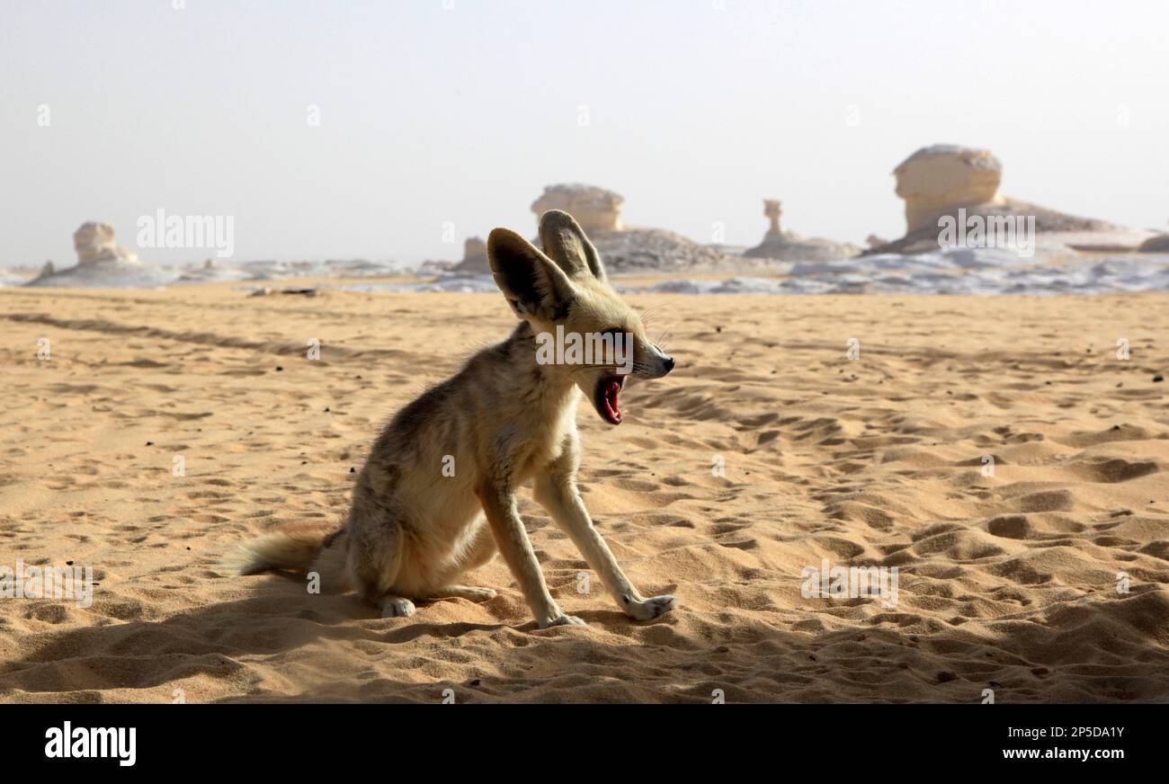 This Saturday, May 19, 2013 photo shows a Fennec fox, the smallest ...