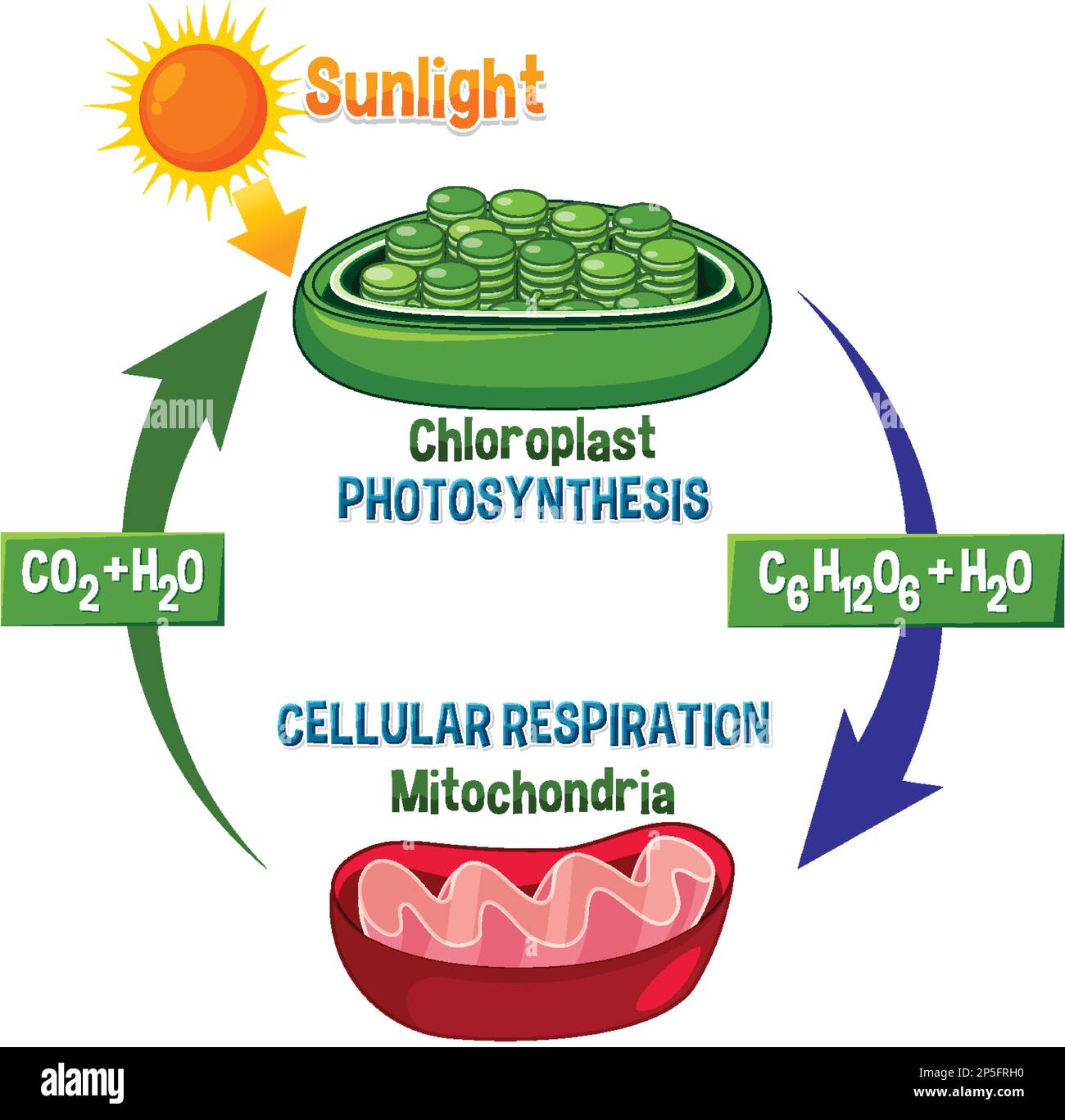 Illustration du schéma de photosynthèse et de respiration cellulaire ...