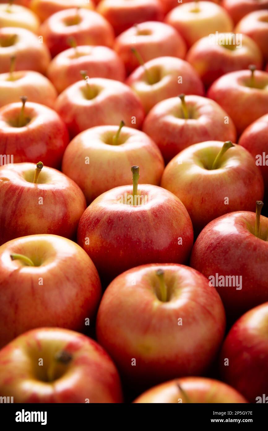 Plusieurs pommes de Gala Royal (malus domestica). Les pommiers sont ...