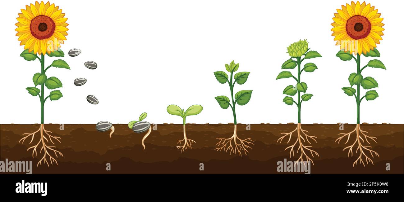 Cycle de vie d'une plante de tournesol diagramme pour l'illustration de ...