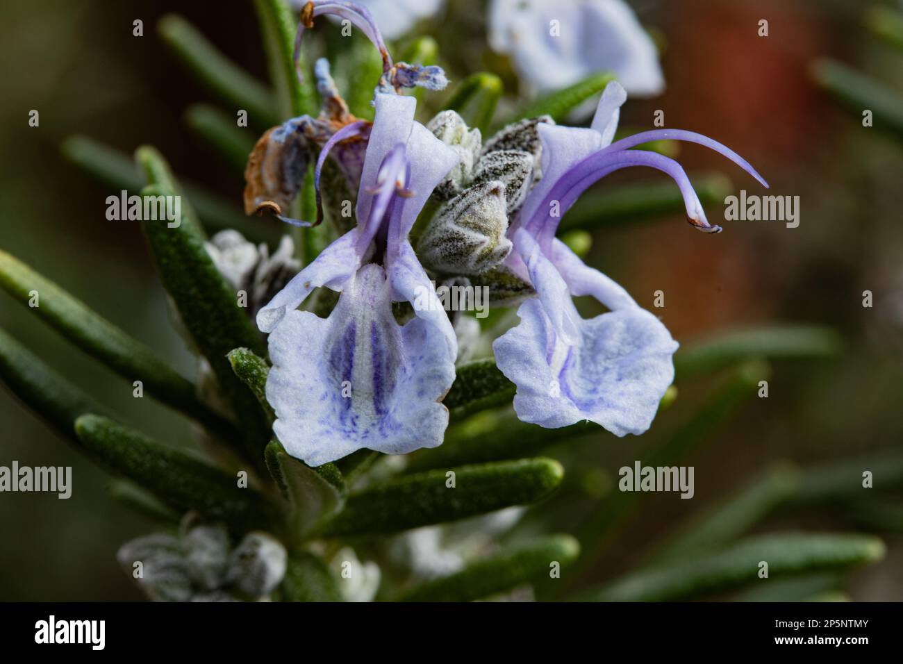 Fleurs de romarin rose Banque de photographies et d’images à haute ...