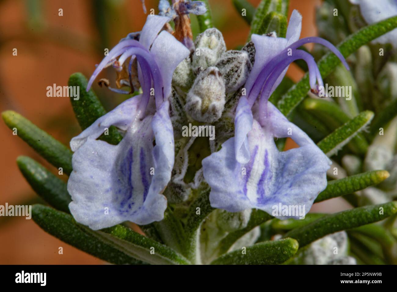 Fleurs de romarin rose Banque de photographies et d’images à haute ...
