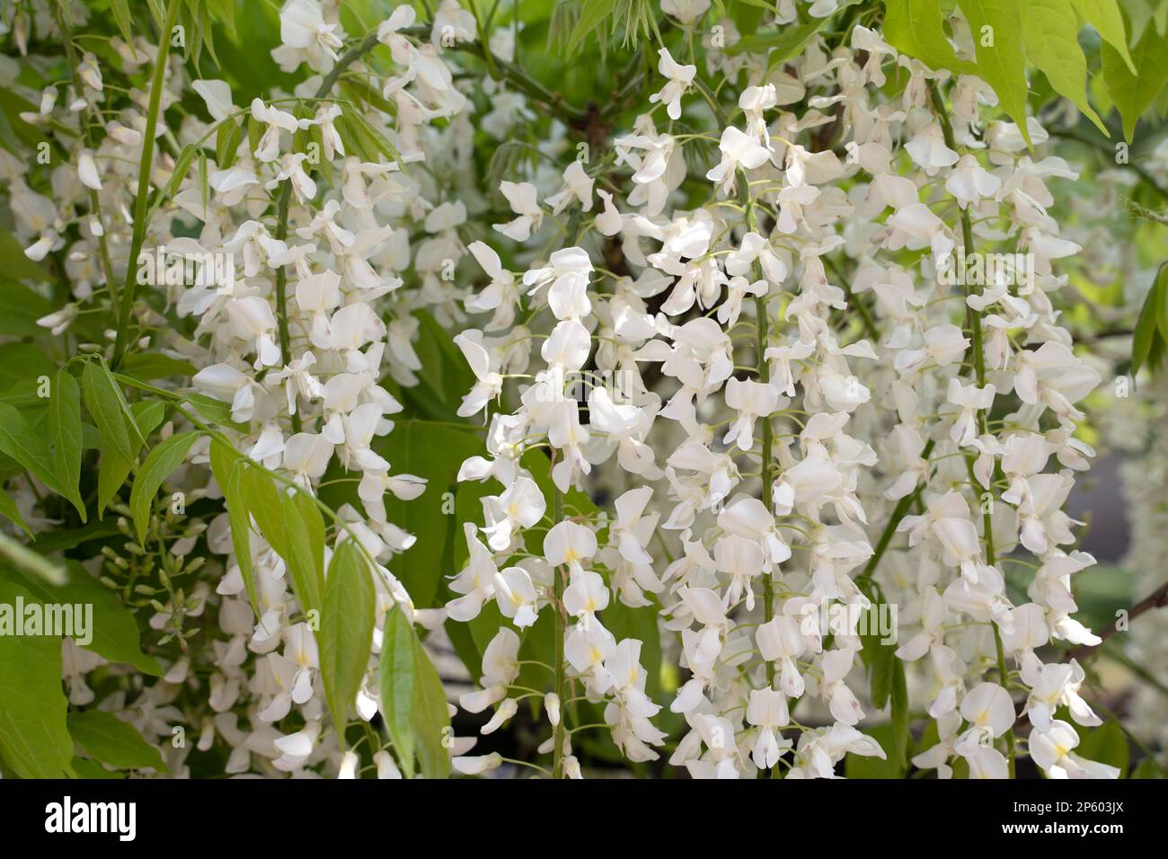 Fleurs de Robinier en acacia blanc. La robinia florale, Robinia ...