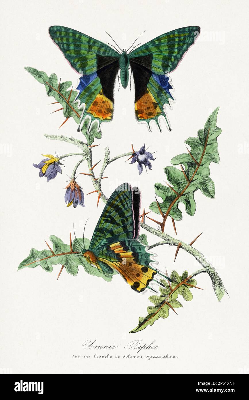 Monarch butterfly illustration Banque de photographies et d’images à ...