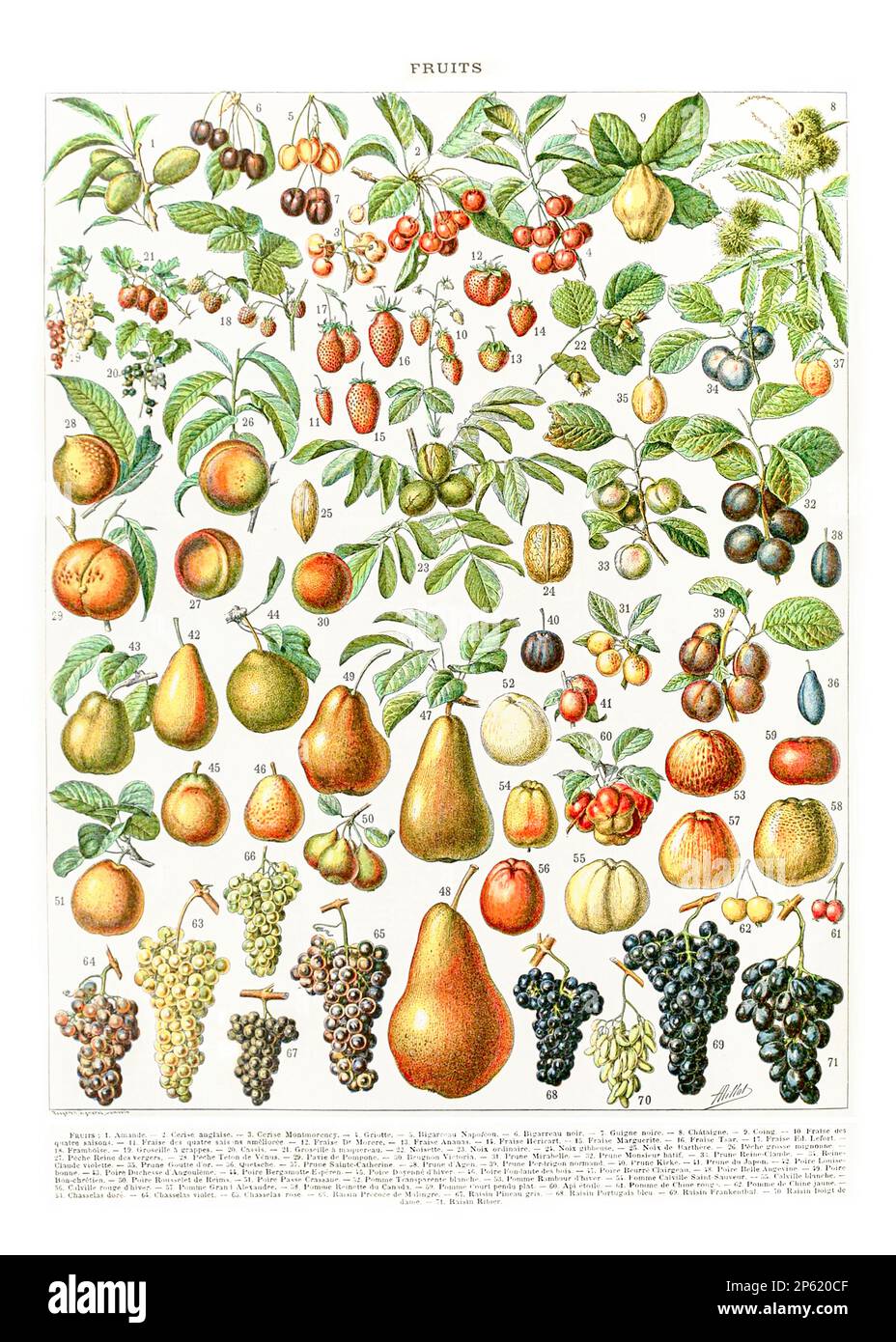 Millot adolphe fruits Banque de photographies et d’images à haute ...