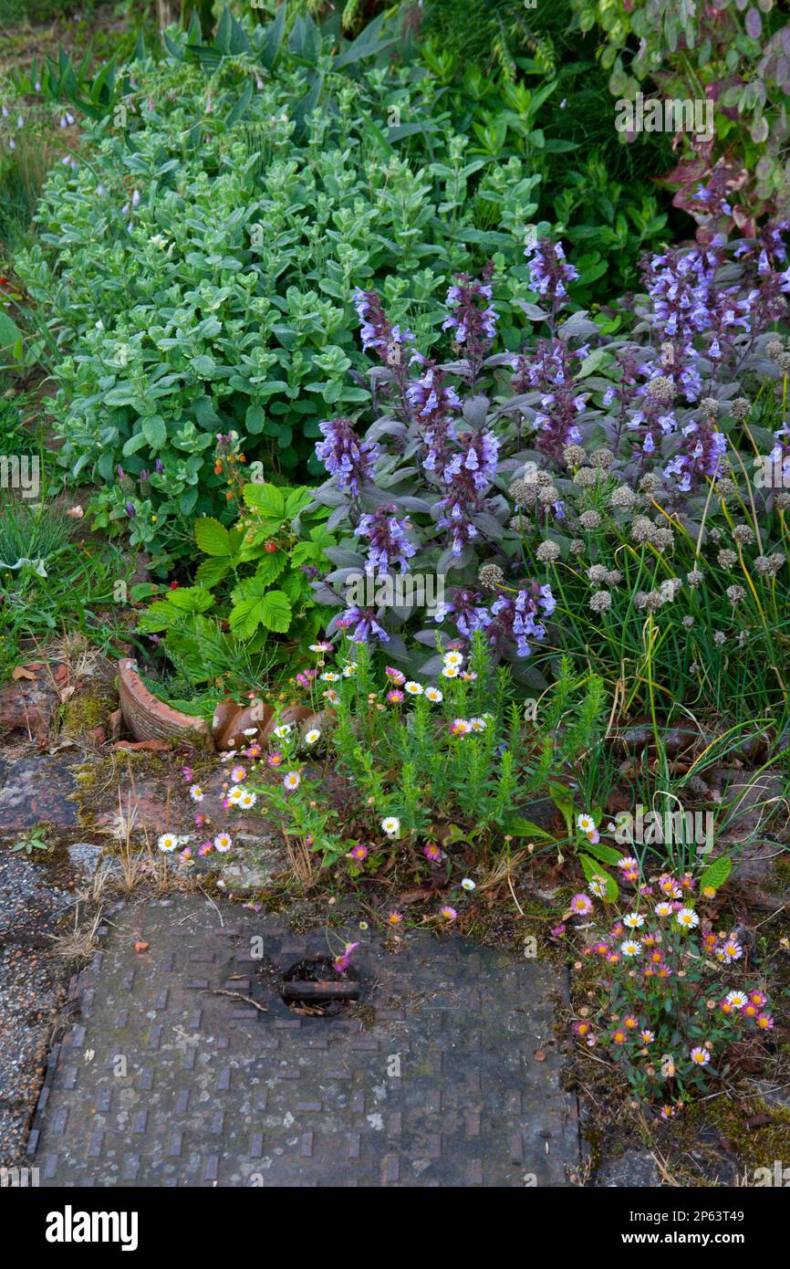 Fleurs de sauge de jardin Banque de photographies et d’images à haute ...