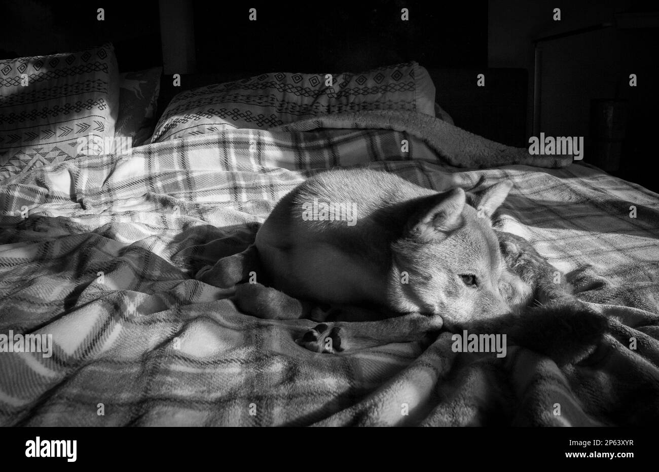 Portant sur lit Banque d'images noir et blanc - Alamy