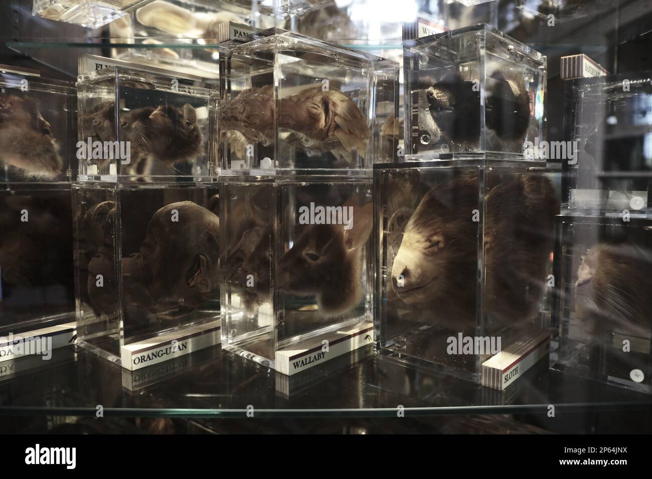 Grant museum of zoology Banque de photographies et d’images à haute ...