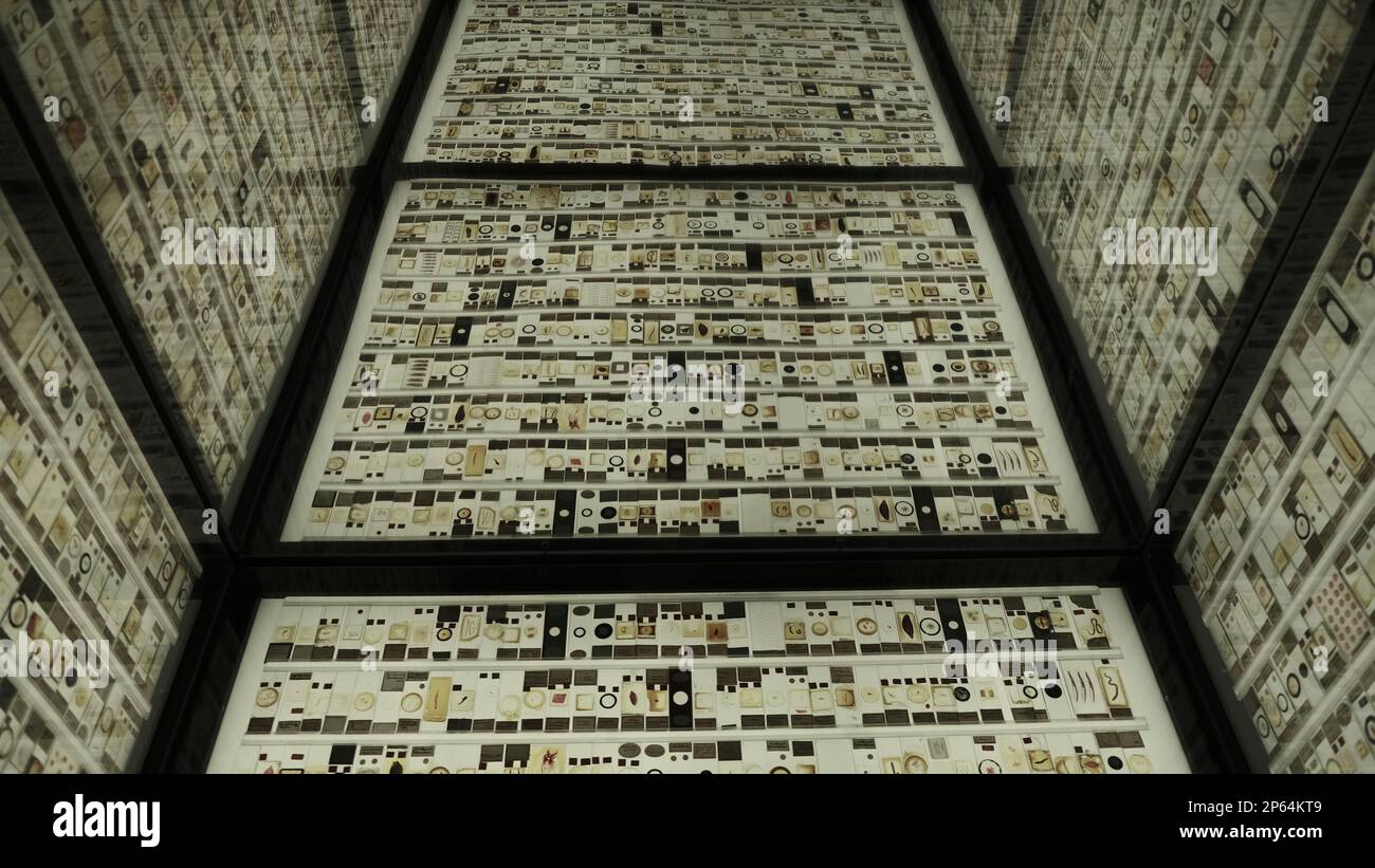 Grant museum of zoology Banque de photographies et d’images à haute ...