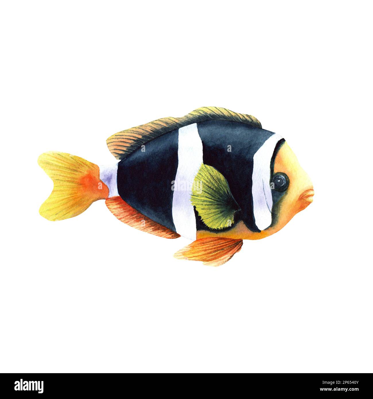 Watercolor fish illustration Banque de photographies et d’images à ...