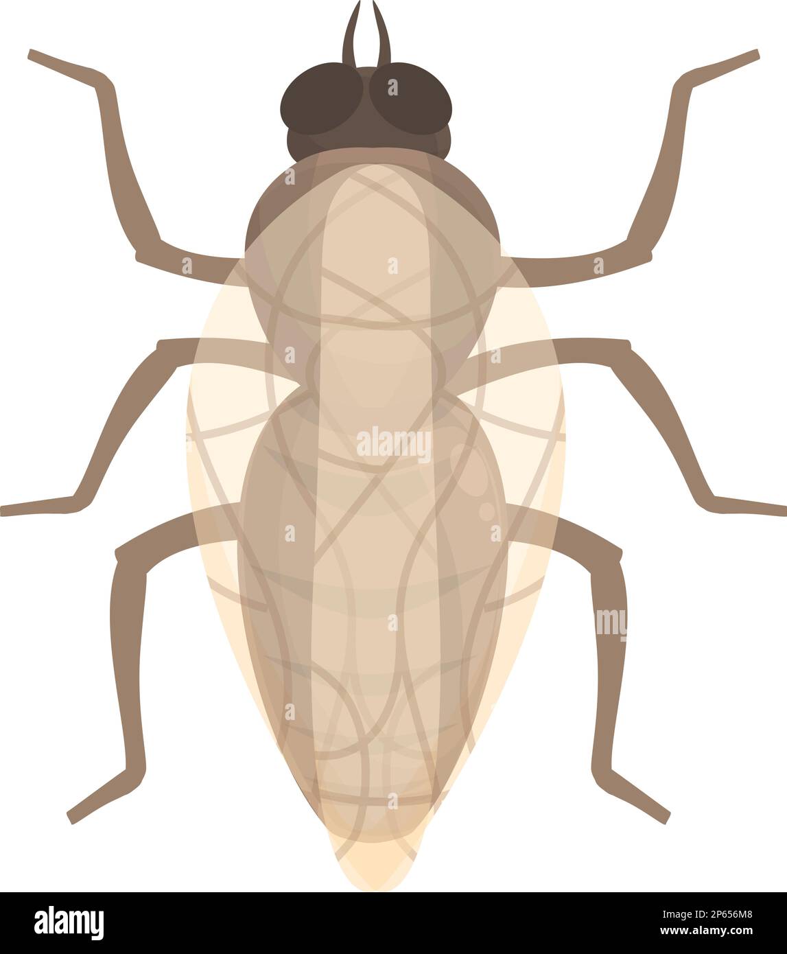 Tsetse Fly Wings icône vecteur de dessin animé. L'insecte africain ...