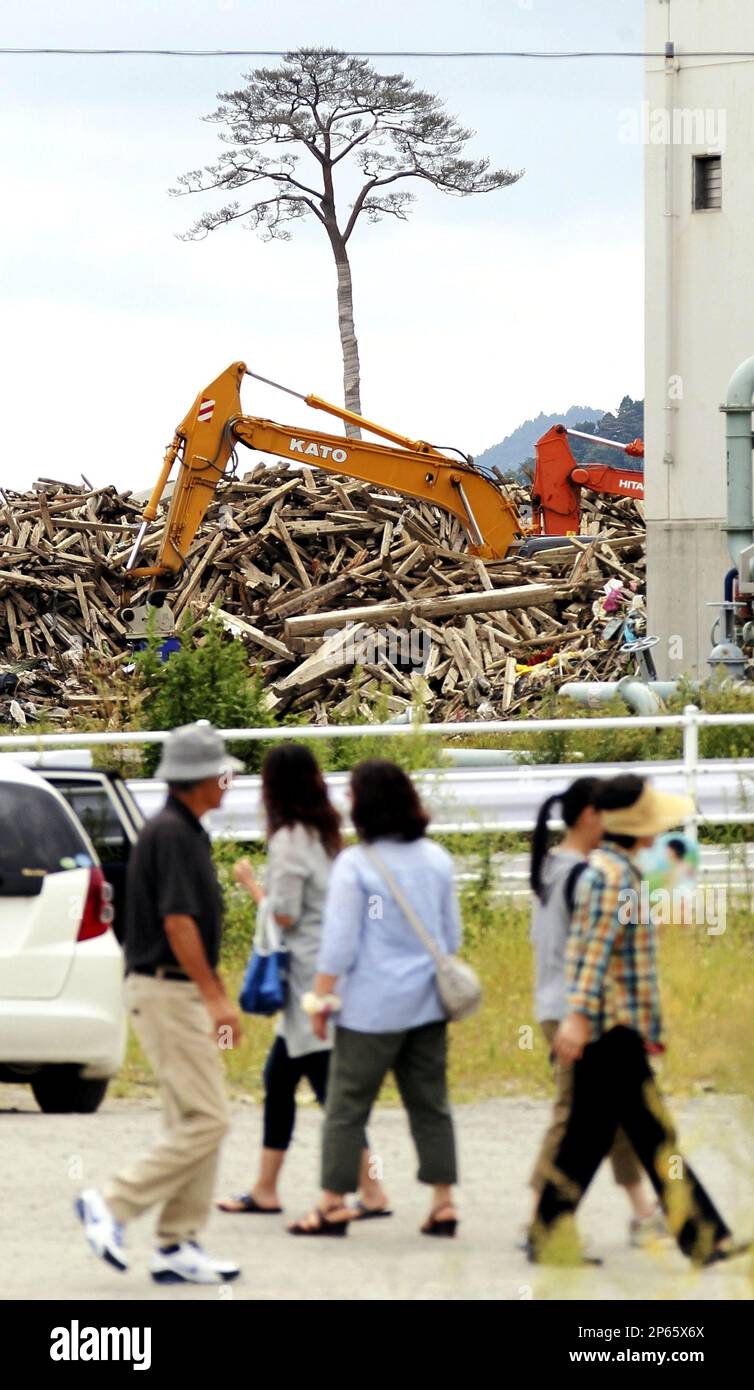 Visitors view " Miracle Pine Tree '' that survived the 2011 March 11 ...