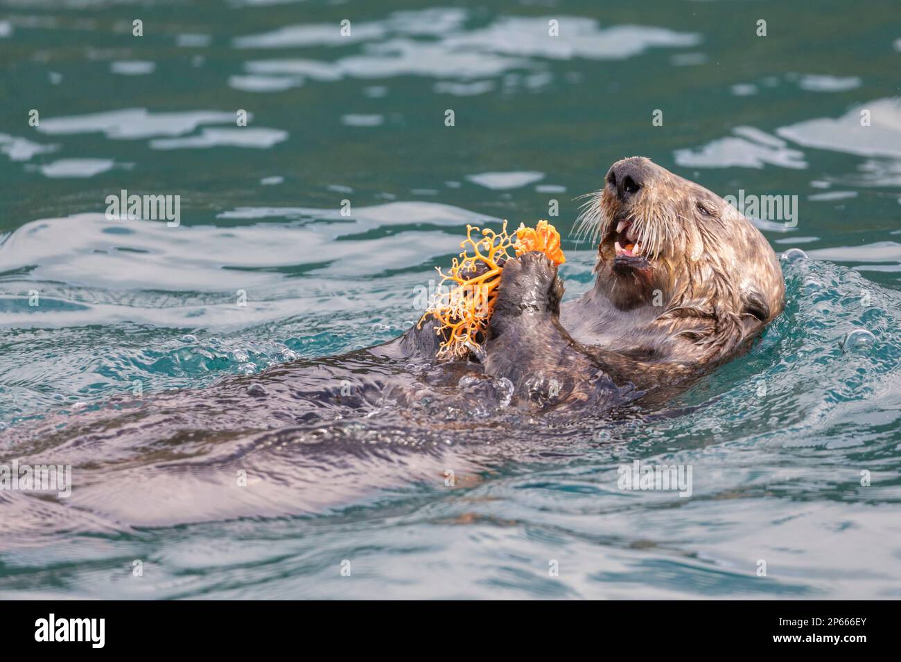 Loutre de mer en alaska Banque de photographies et d’images à haute ...