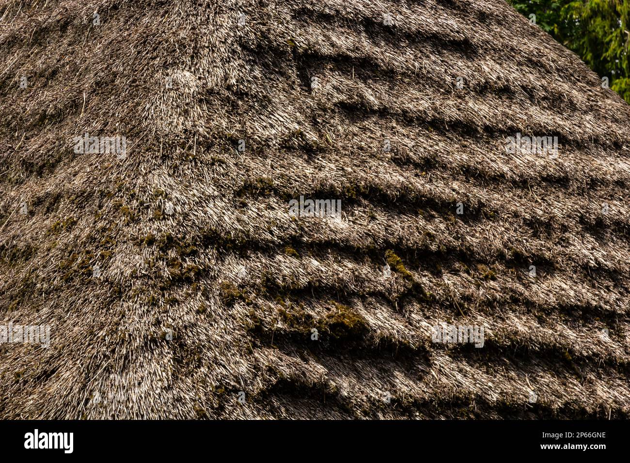 Texture de la toiture en paille. Texture d'arrière-plan du toit de ...