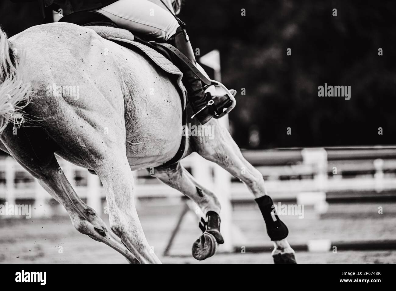 Une image en noir et blanc d'un beau cheval de course fort avec un ...
