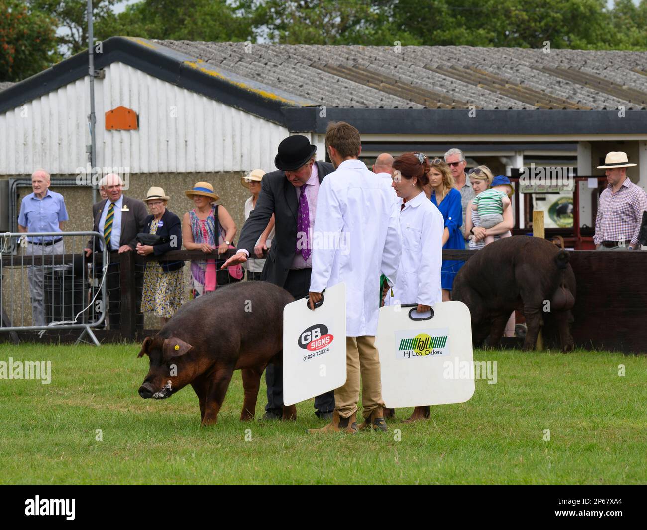 2 deux cochons en classe de race porc duroc Banque de photographies et ...