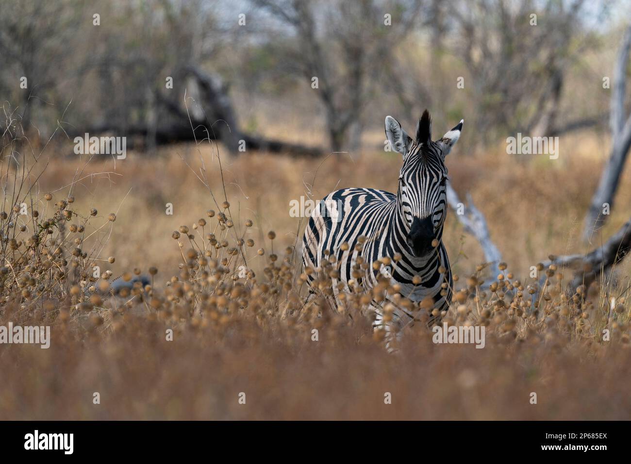 Animaux dans les hautes herbes Banque de photographies et d’images à ...