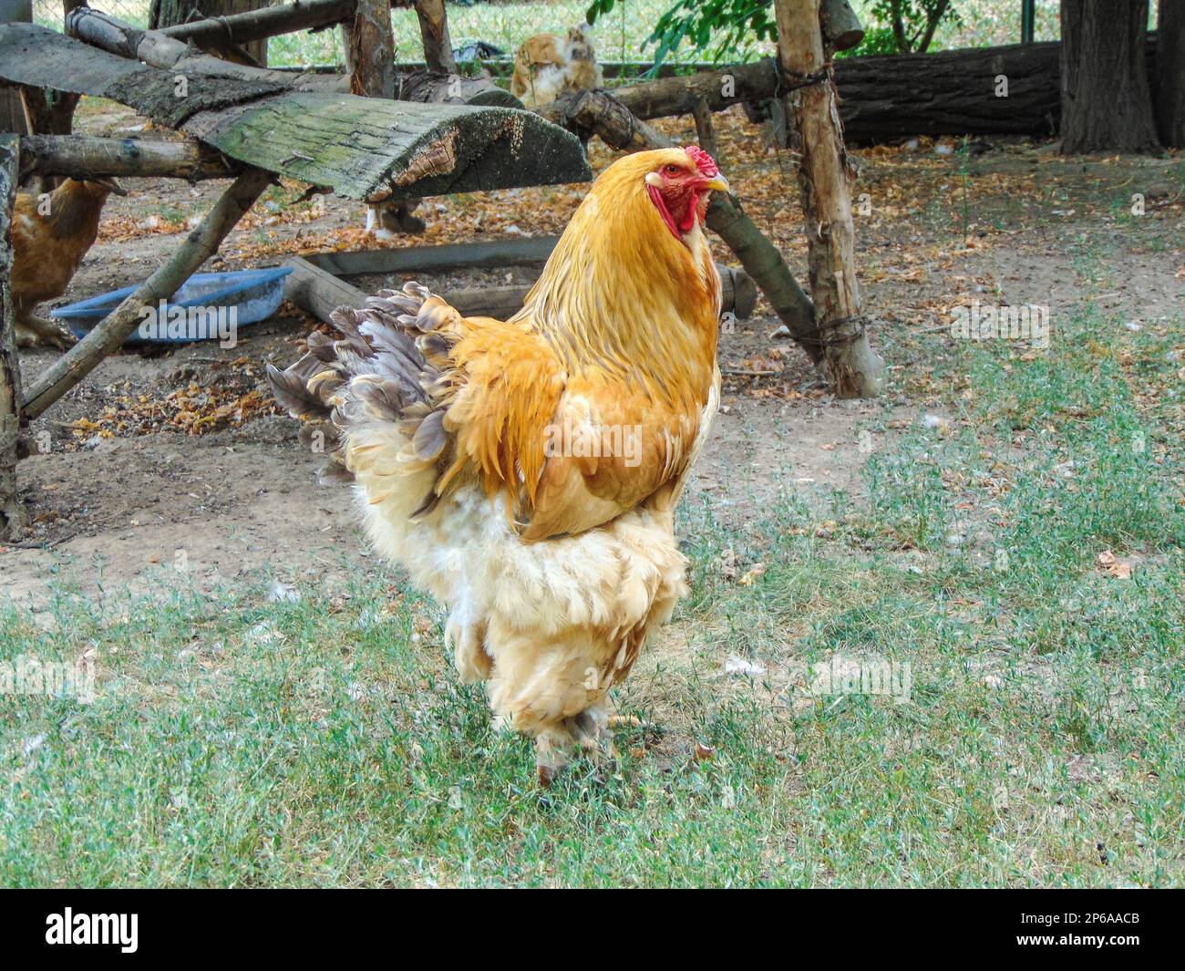 Poule brahma dans la nature Banque de photographies et d’images à haute ...