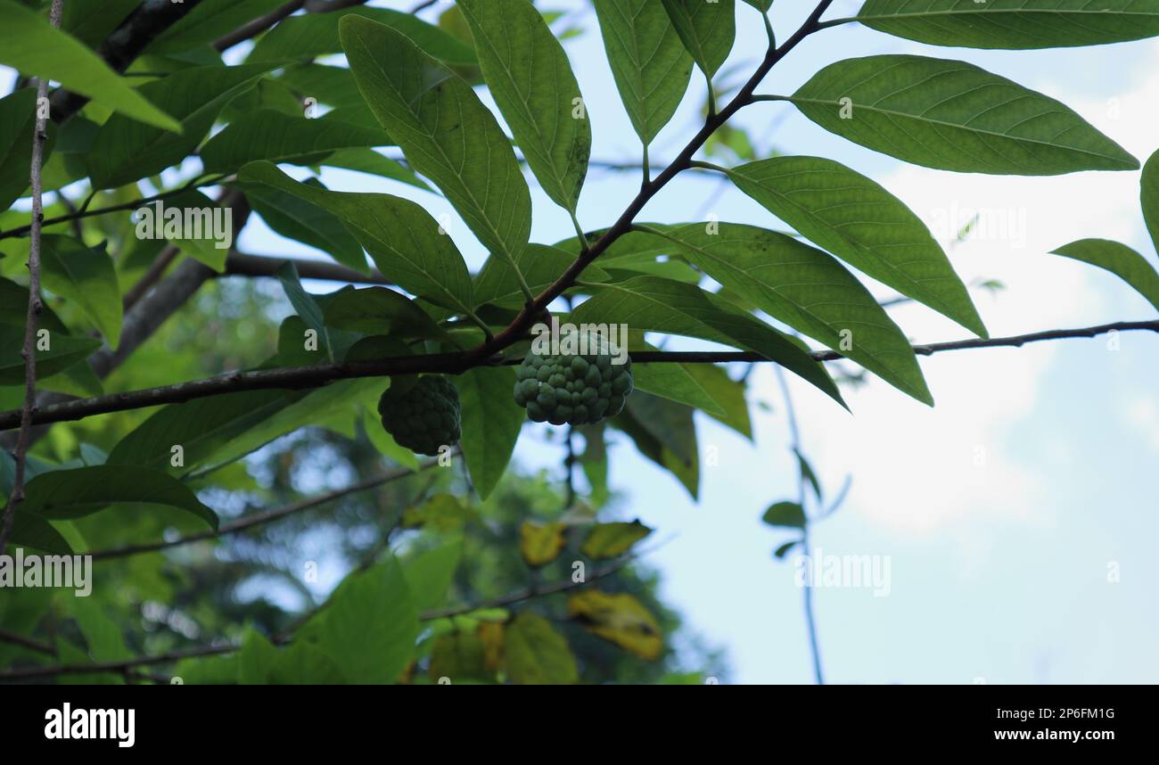 Sucre de fruits Banque de photographies et d’images à haute résolution ...