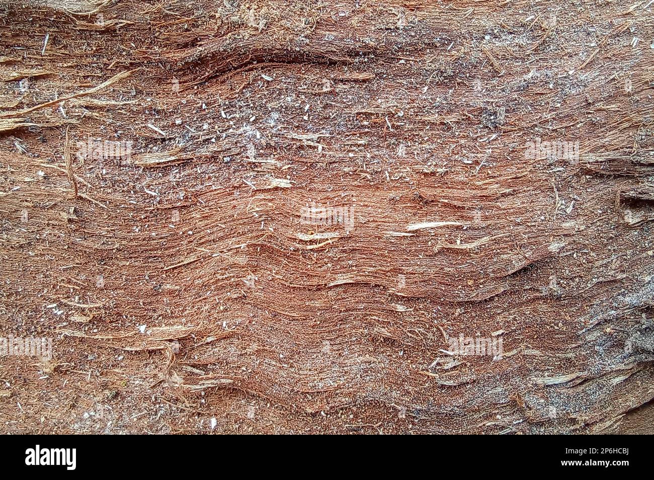 Gros plan de la texture de l'écorce de l'arbre. Arrière-plan et texture ...