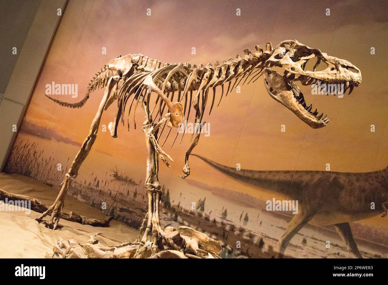 Squelette de dinosaure tyrannosaurus rex Banque de photographies et d ...