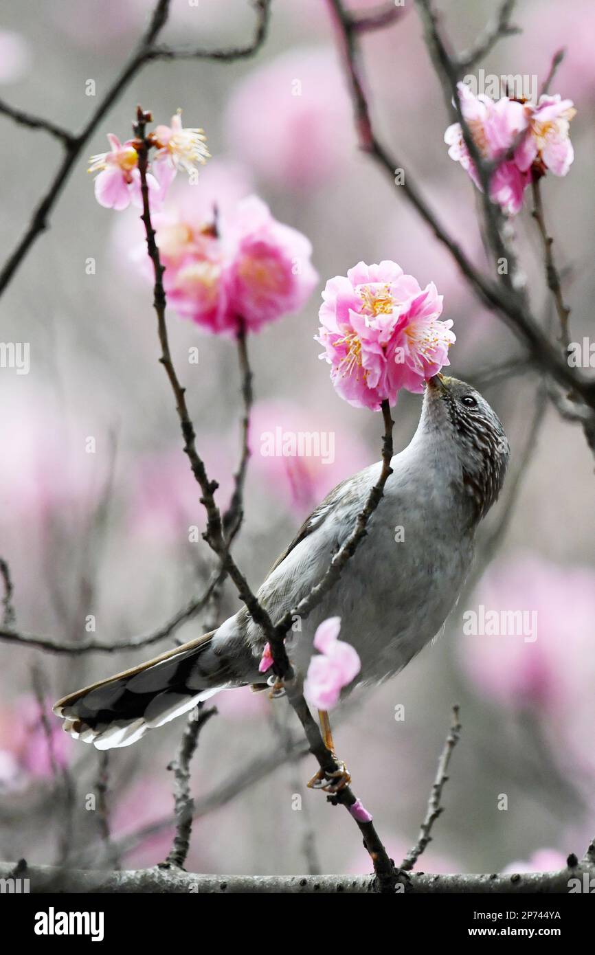 RENHUAI, CHINE - 8 MARS 2023 - Un oiseau joue sur une succursale en ...