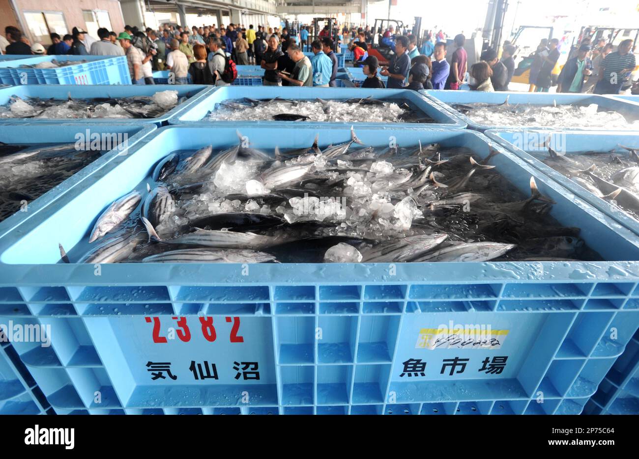 A bonito catch is landed at Kesennuma Port in Miyagi Prefecture on June ...