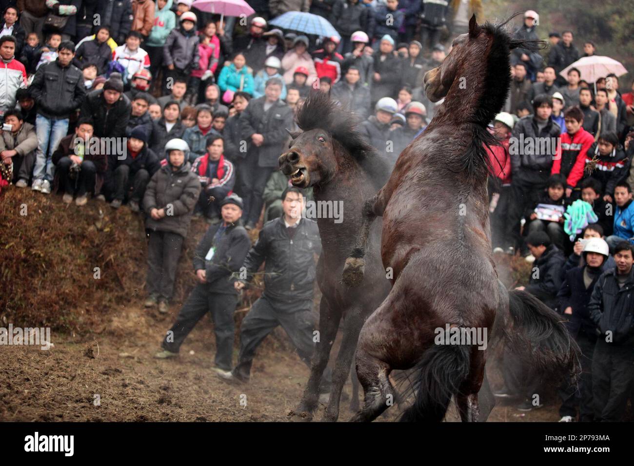Miao ethnic minority people watch the horse fight during the ...