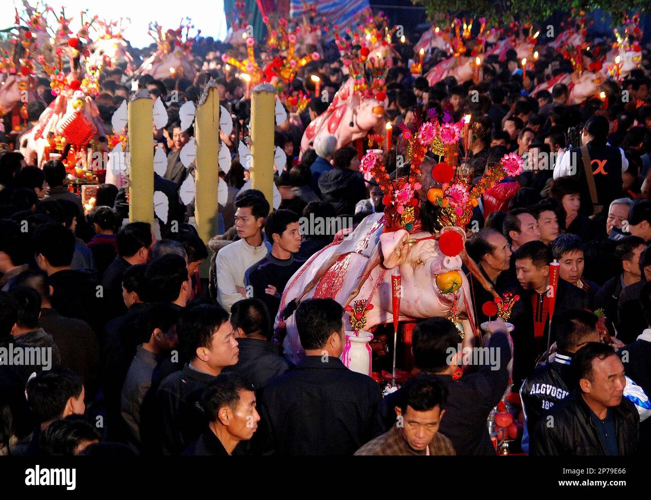 Villagers display big pigs during the traditional big pig contest at ...