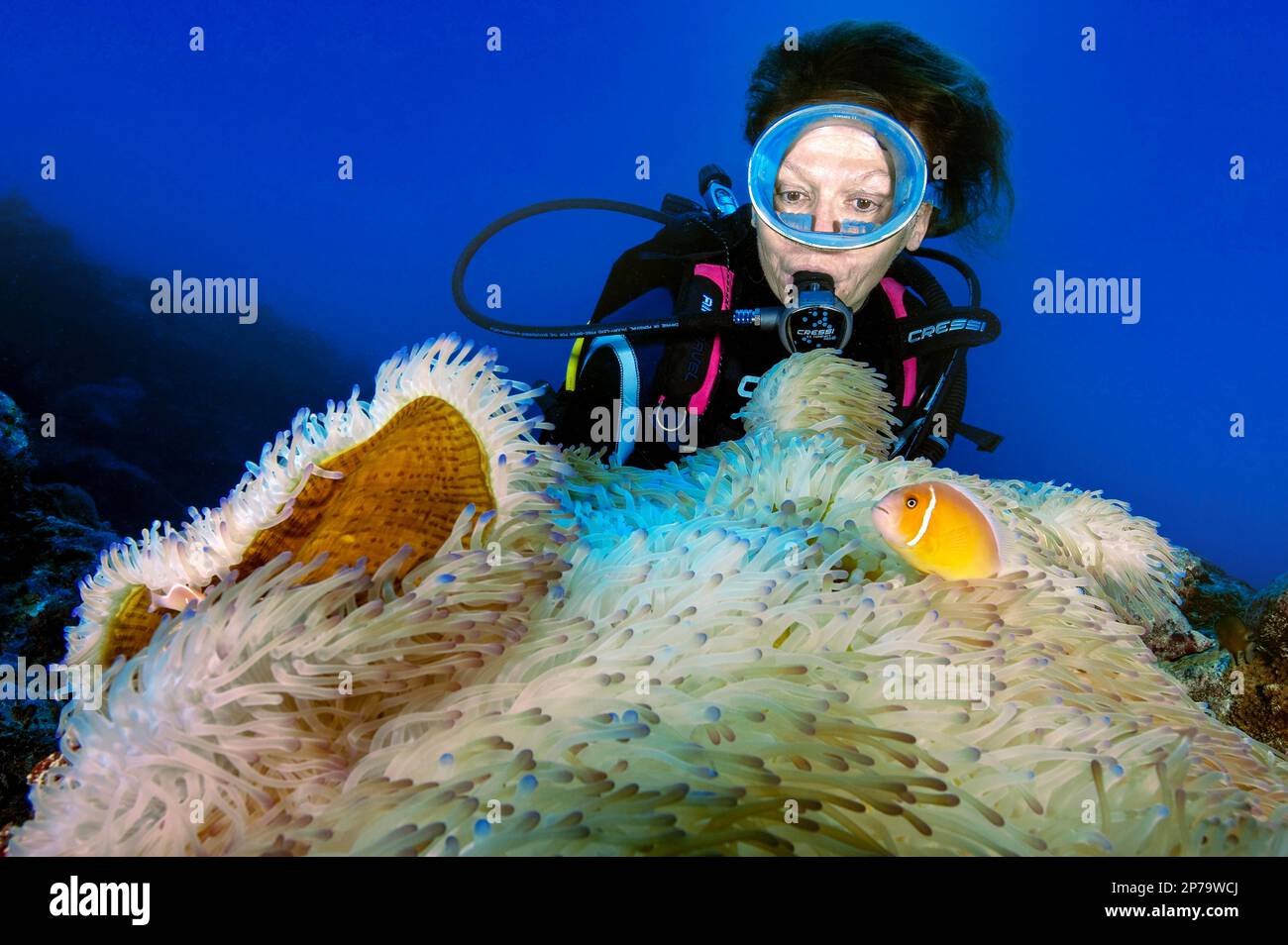 Plongeur Diver observe un comportement symbiotique de l'anémone ...