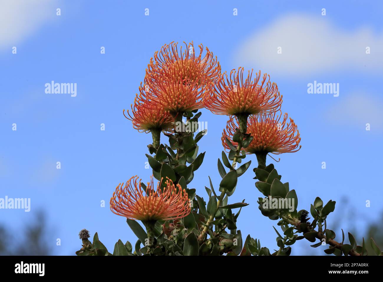 Protea (espèce Leucospermum), Protea, fleur, fleur, fleur, Arbustes ...