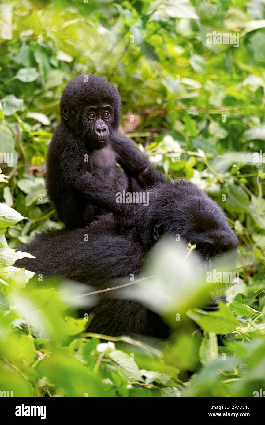 Bébé gorille, gorilla berengei berengei, sur le dos de sa mère dans la ...