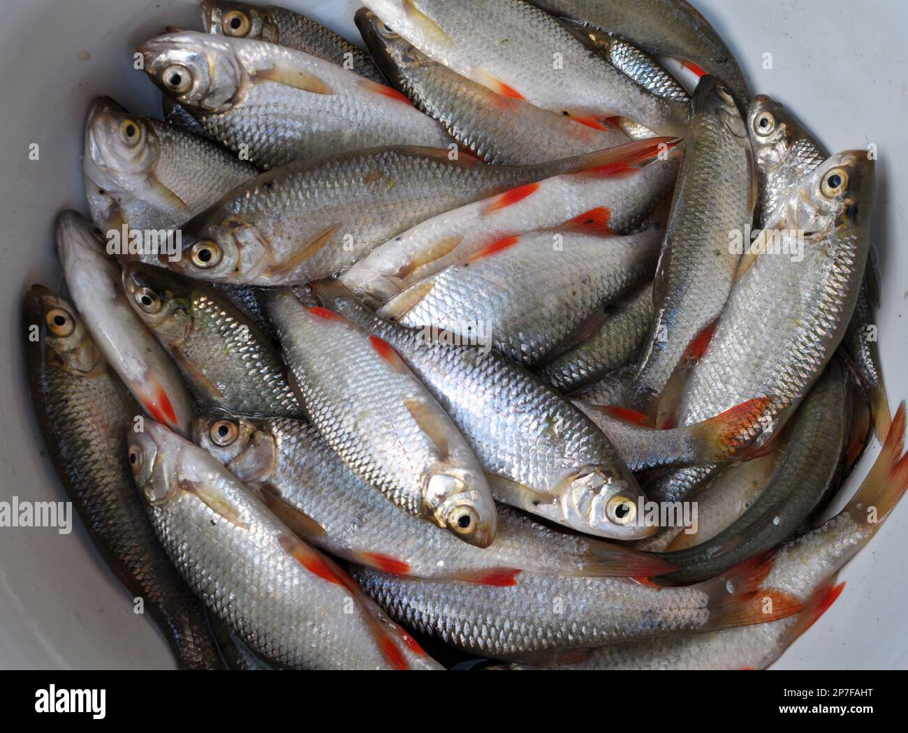 Rutilus rutilus fish Banque de photographies et d’images à haute ...