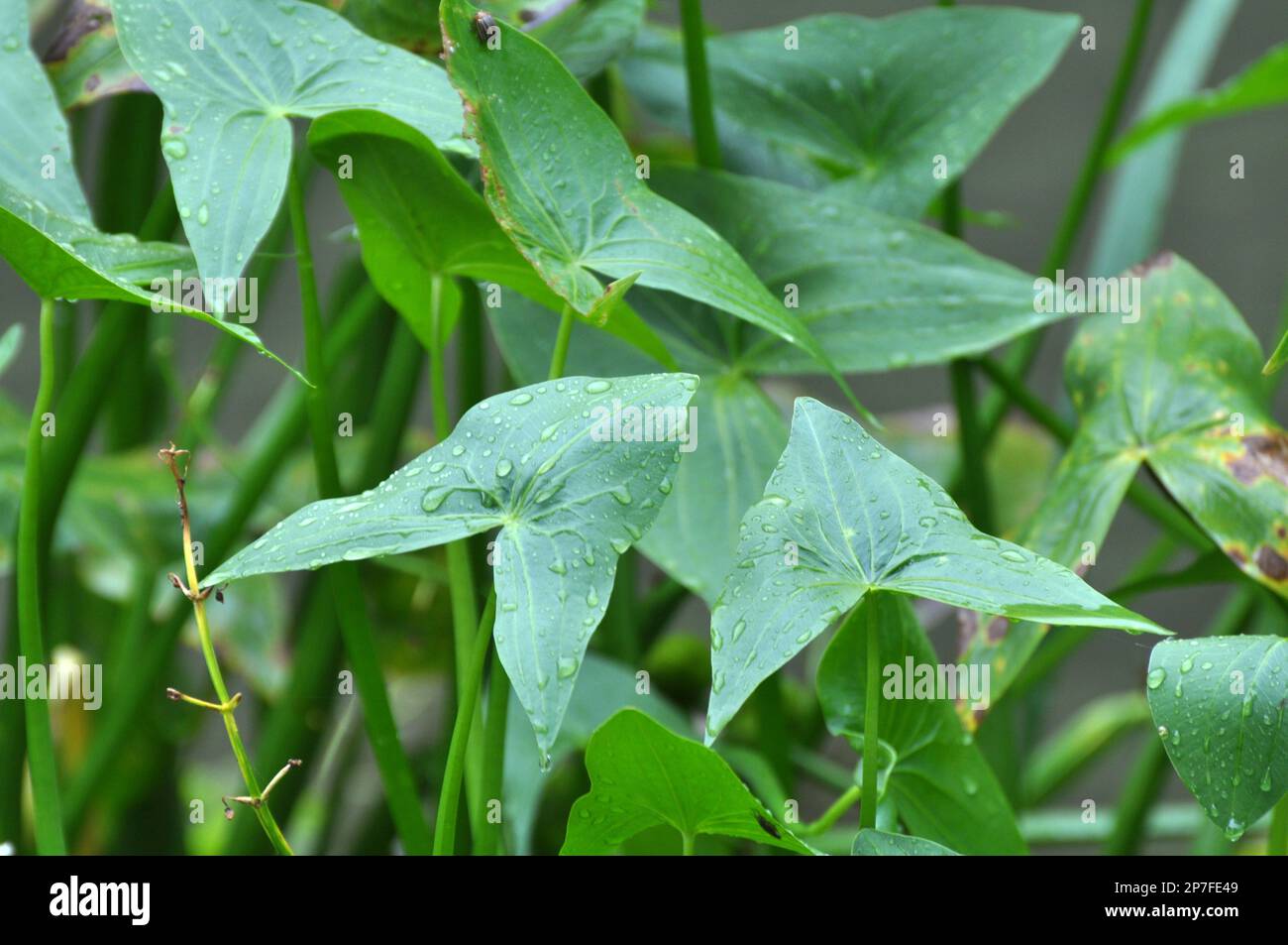 La plante aquatique sauvage Sagittaria sagittifolia pousse dans l'eau à ...