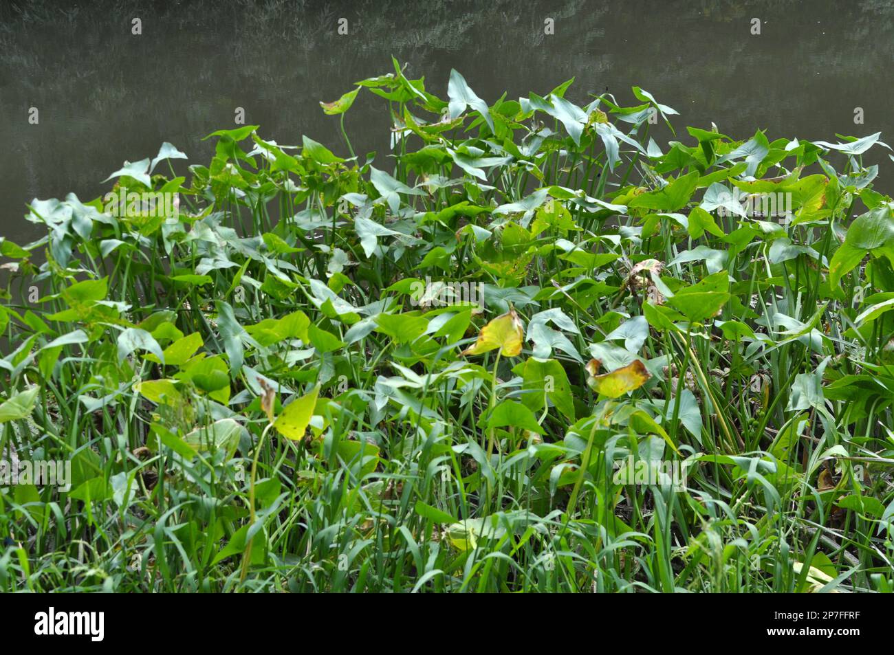 La plante aquatique sauvage Sagittaria sagittifolia pousse dans l'eau à ...